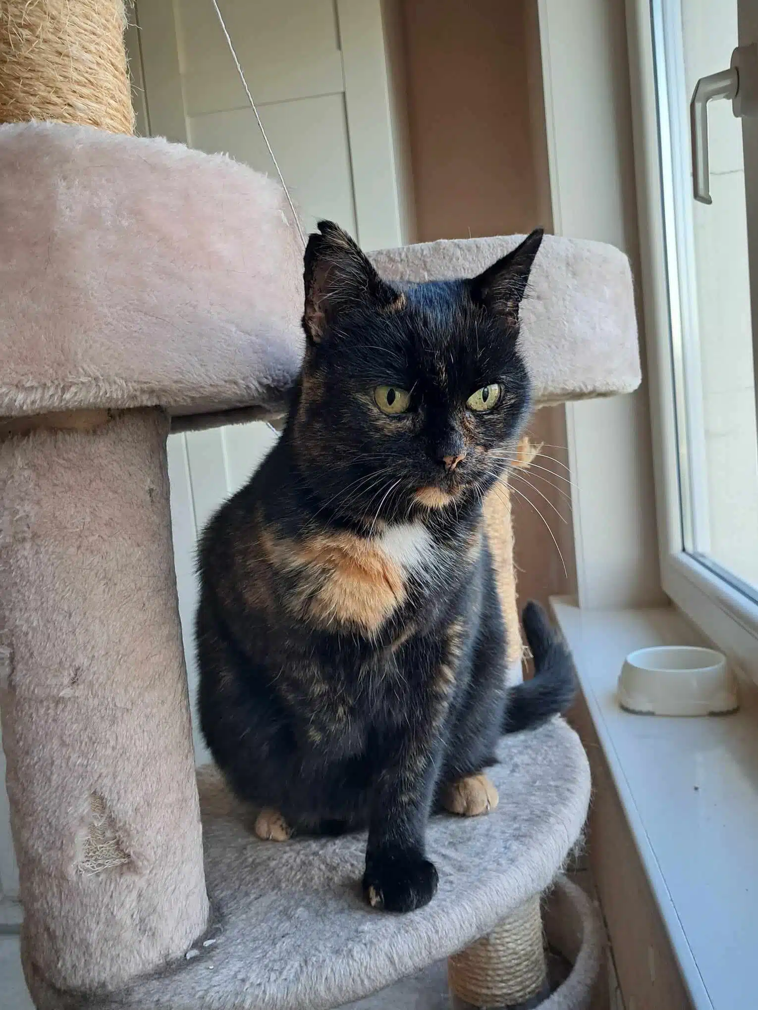Olivia - Kat Zoekt Thuis VZW